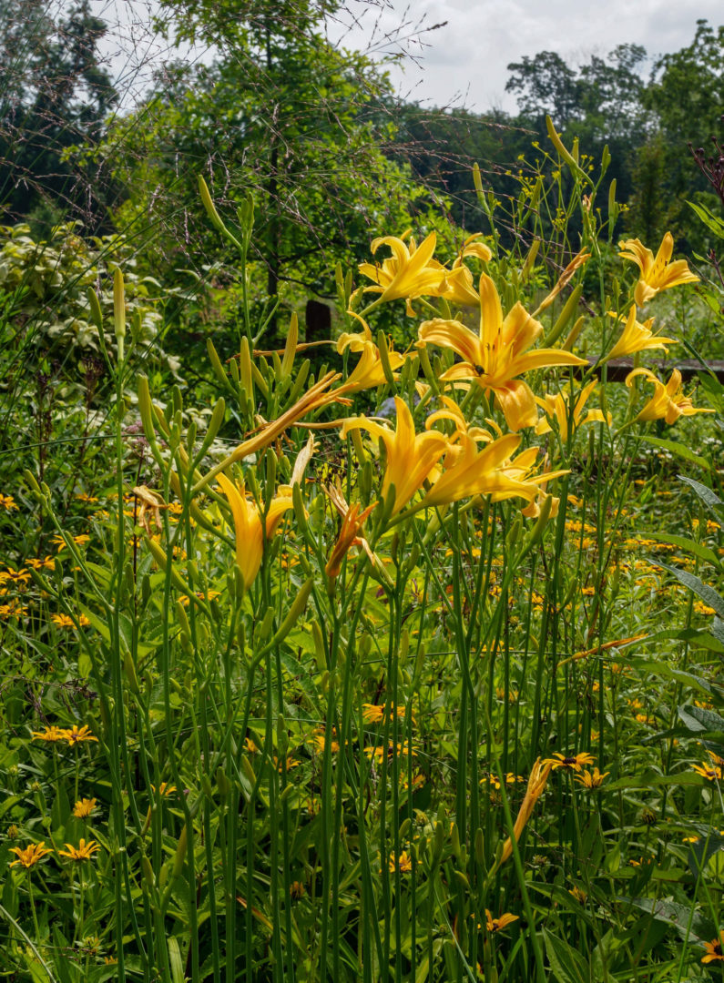 4 Essential Fall Jobs For Your Daylily Plants