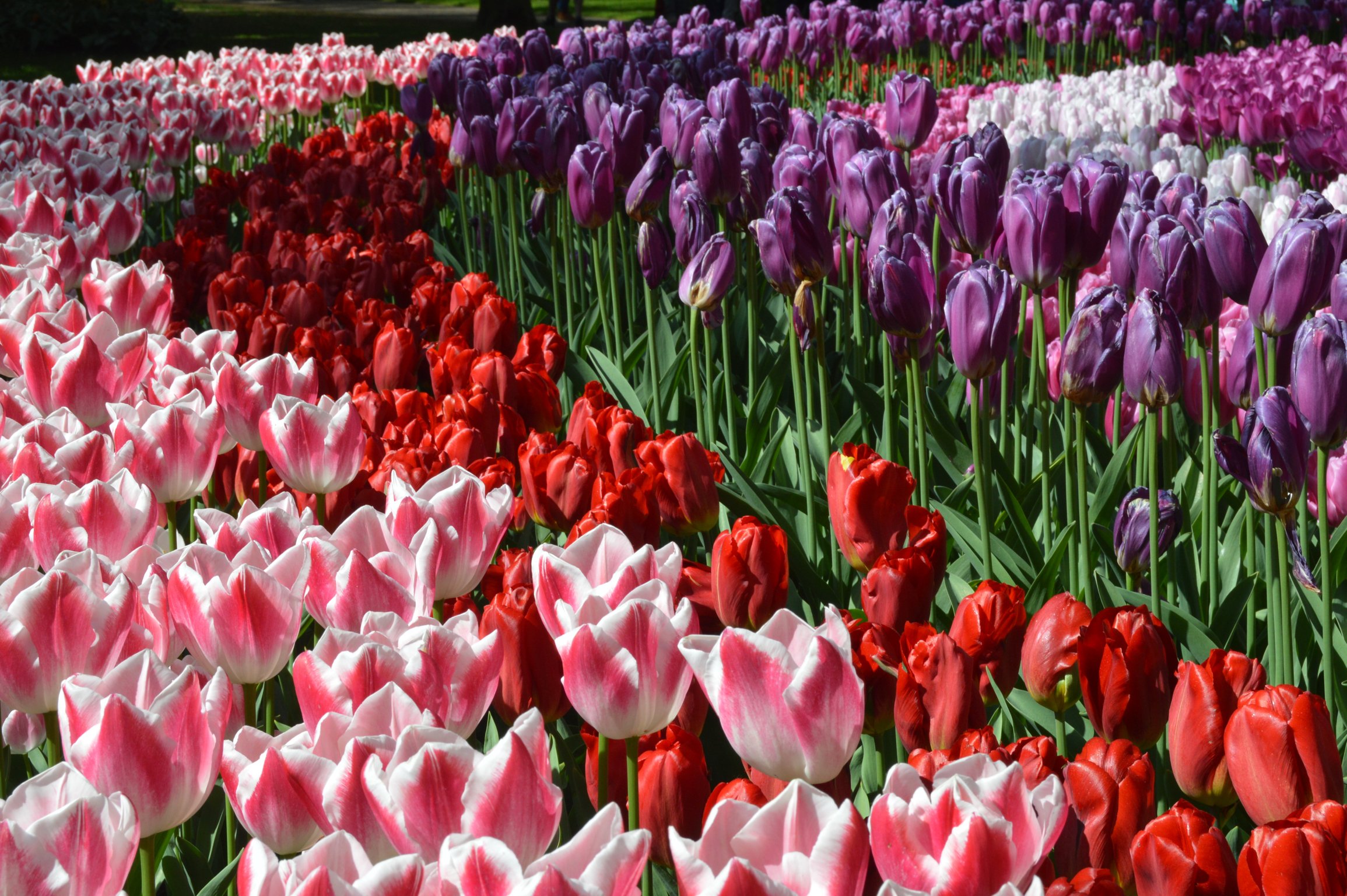 How To Plant Tulip Bulbs & Tips For Long-Lasting Blooms