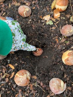 How To Plant Tulip Bulbs & Tips For Long-Lasting Blooms