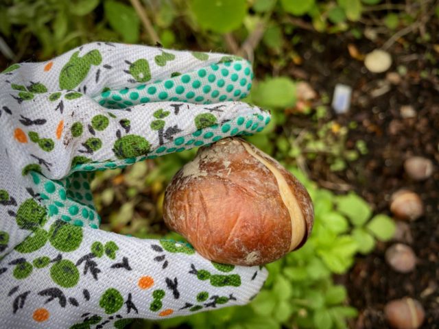 How To Plant Tulip Bulbs & Tips For Long-Lasting Blooms