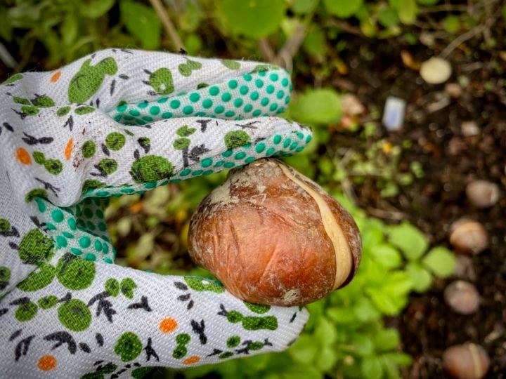 How To Plant Tulip Bulbs & Tips For Long-Lasting Blooms