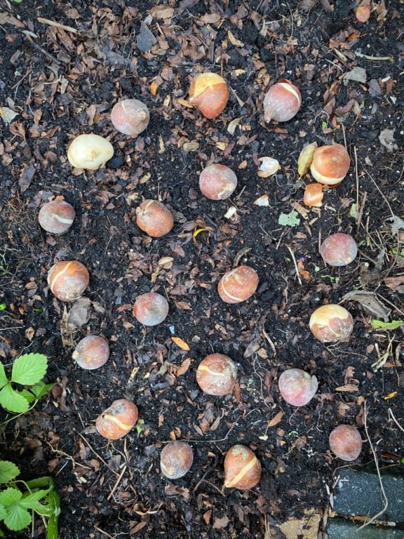 How To Plant Tulip Bulbs & Tips For Long-Lasting Blooms