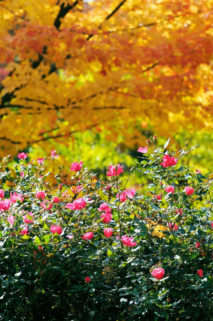 Fall Rose Care: 7 Fall Jobs For Big Summer Blooms