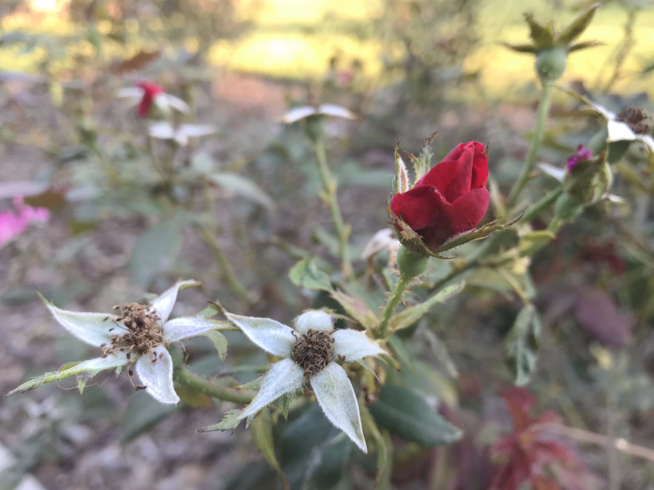 Fall Rose Care: 7 Fall Jobs For Big Summer Blooms