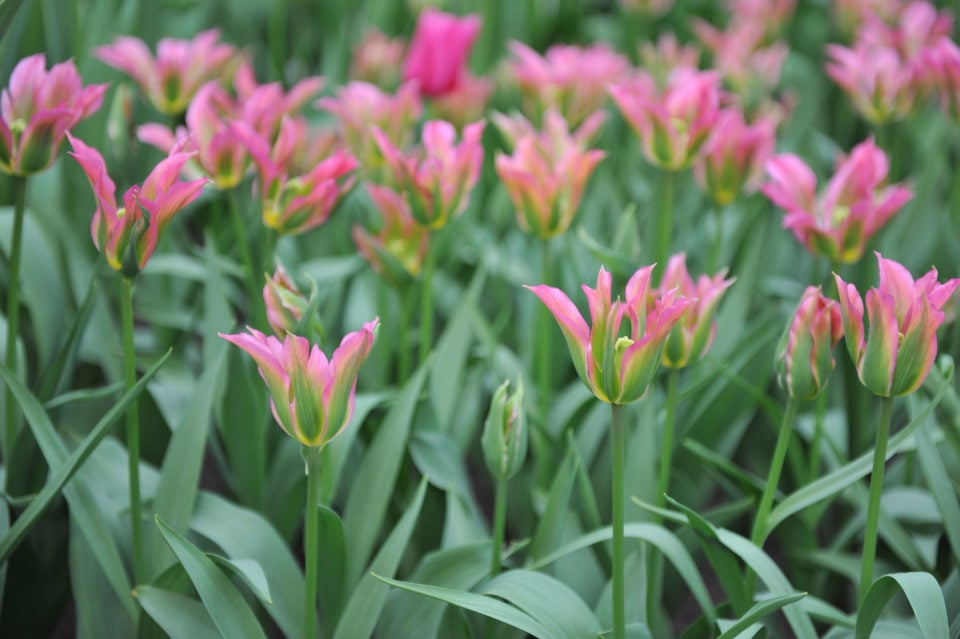 15 Tulip Types & Most Popular Cultivars (With Photos)