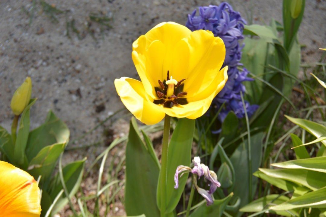 15 Tulip Types & Most Popular Cultivars (With Photos)