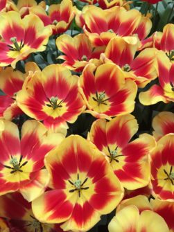 15 Tulip Types & Most Popular Cultivars (With Photos)