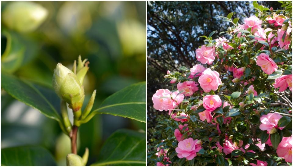 8 Secrets To Get Your Camellia To Bloom Like Crazy