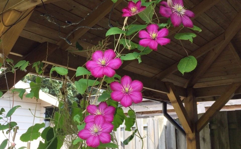3 Essential Jobs to Prepare Your Clematis for Winter