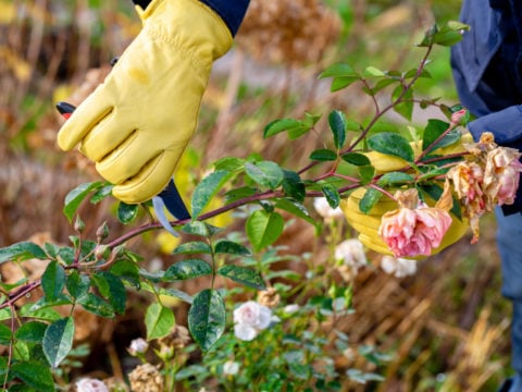 12 Perennials You Should Cut Back In Fall