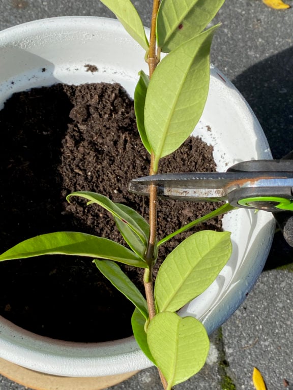 How to Propagate Star Jasmine from Cuttings