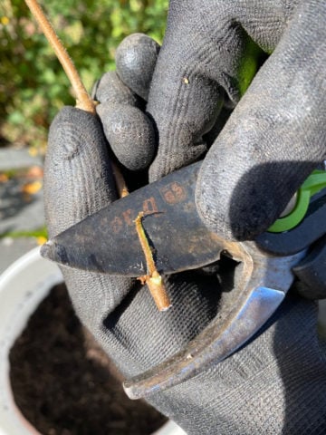 How to Propagate Star Jasmine from Cuttings