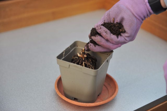 7 Reasons To Try Bare Root Planting - A Dirt Cheap Way To Fill Your ...