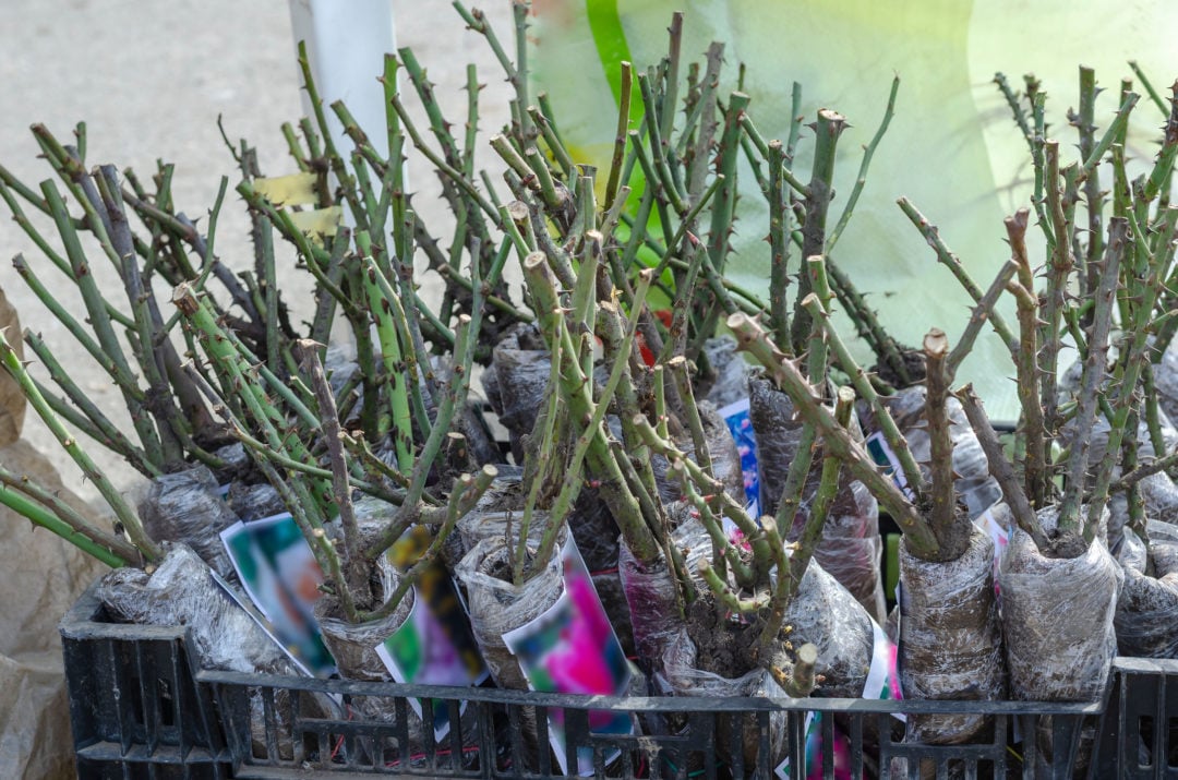 7 Reasons To Try Bare Root Planting - A Dirt Cheap Way To Fill Your ...