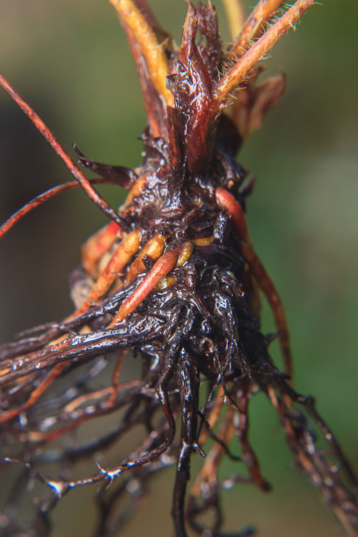 7 Reasons To Try Bare Root Planting - A Dirt Cheap Way To Fill Your ...