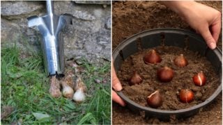 7 Tools to Make Bulb Planting a Breeze (+ One You Don't Need)