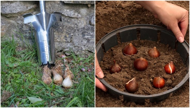 7 Tools to Make Bulb Planting a Breeze (+ One You Don't Need)