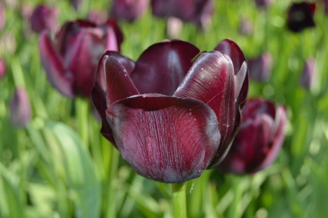 7 Tools to Make Bulb Planting a Breeze (+ One You Don't Need)