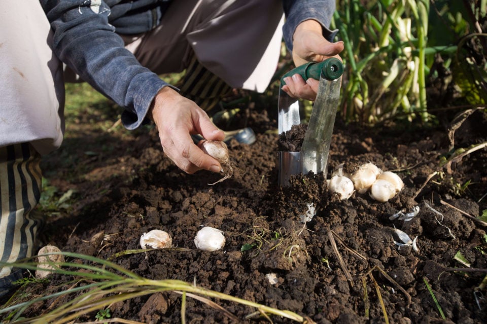7 Tools to Make Bulb Planting a Breeze (+ One You Don't Need)