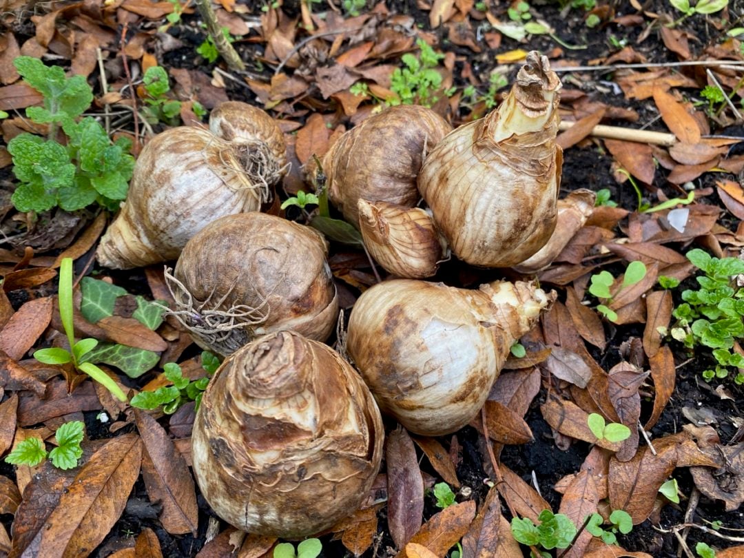 7 Tools to Make Bulb Planting a Breeze (+ One You Don't Need)