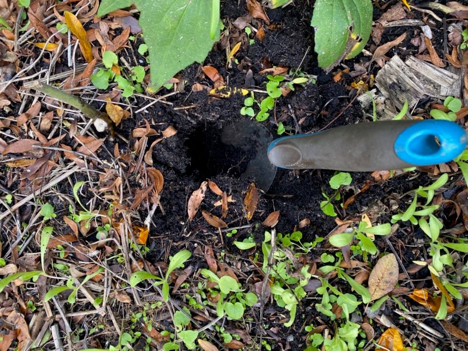 7 Tools to Make Bulb Planting a Breeze (+ One You Don't Need)