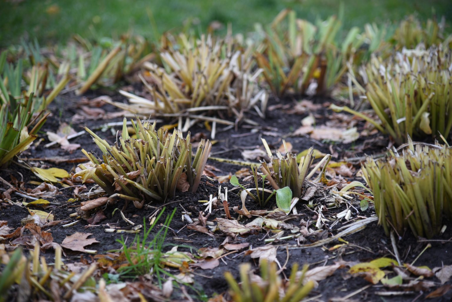 12 Perennials You Should Cut Back In Fall