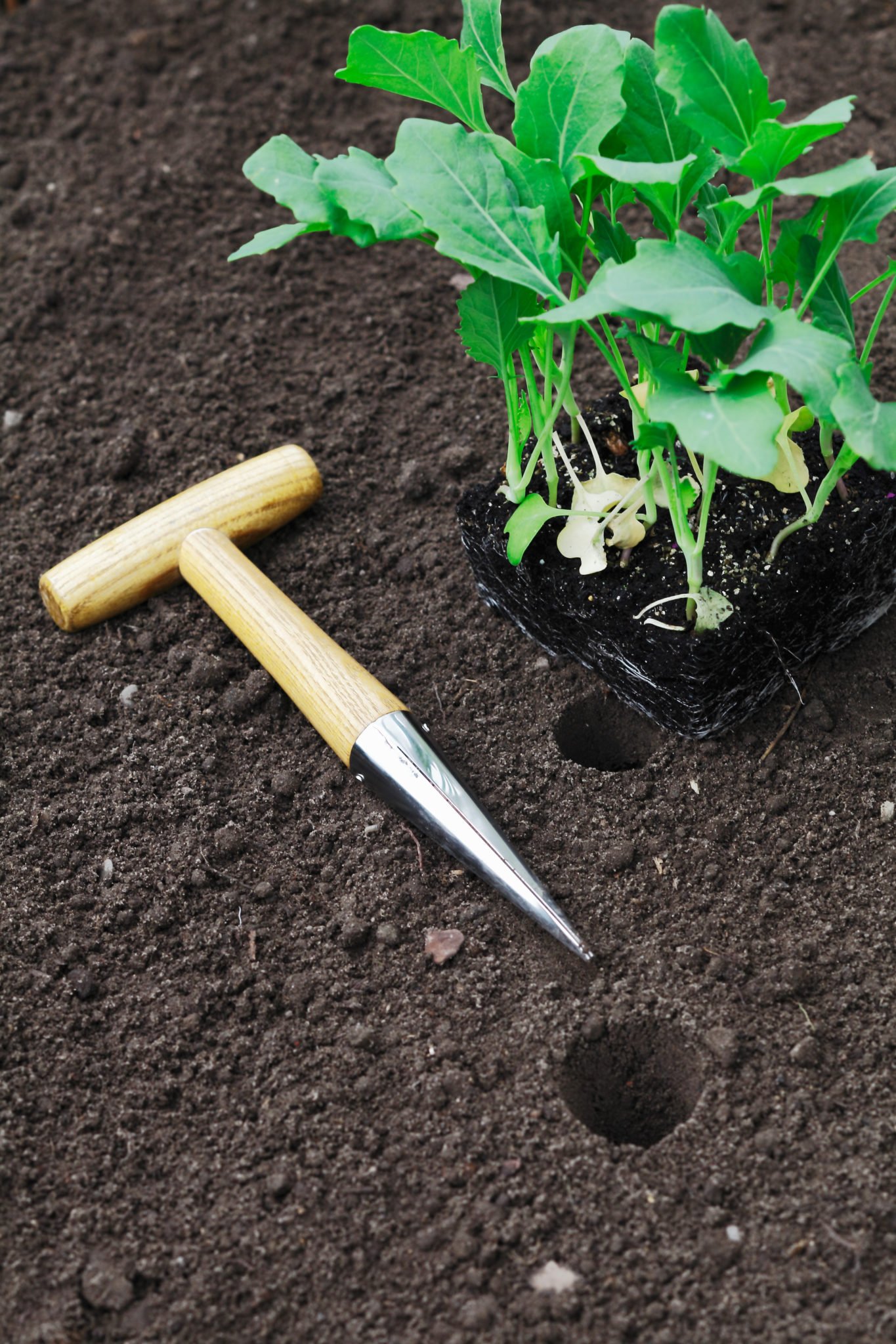 7 Tools to Make Bulb Planting a Breeze (+ One You Don't Need)