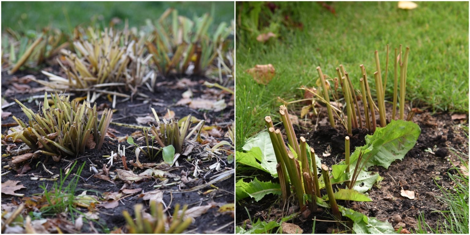 12 Perennials You Should Cut Back In Fall