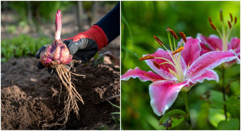 10 Lily Varieties to Fall In Love With