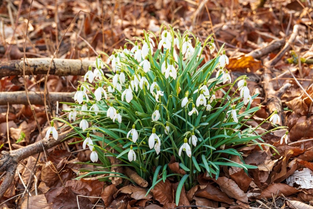 10 Bulb Planting Tips for Gorgeous Spring Displays