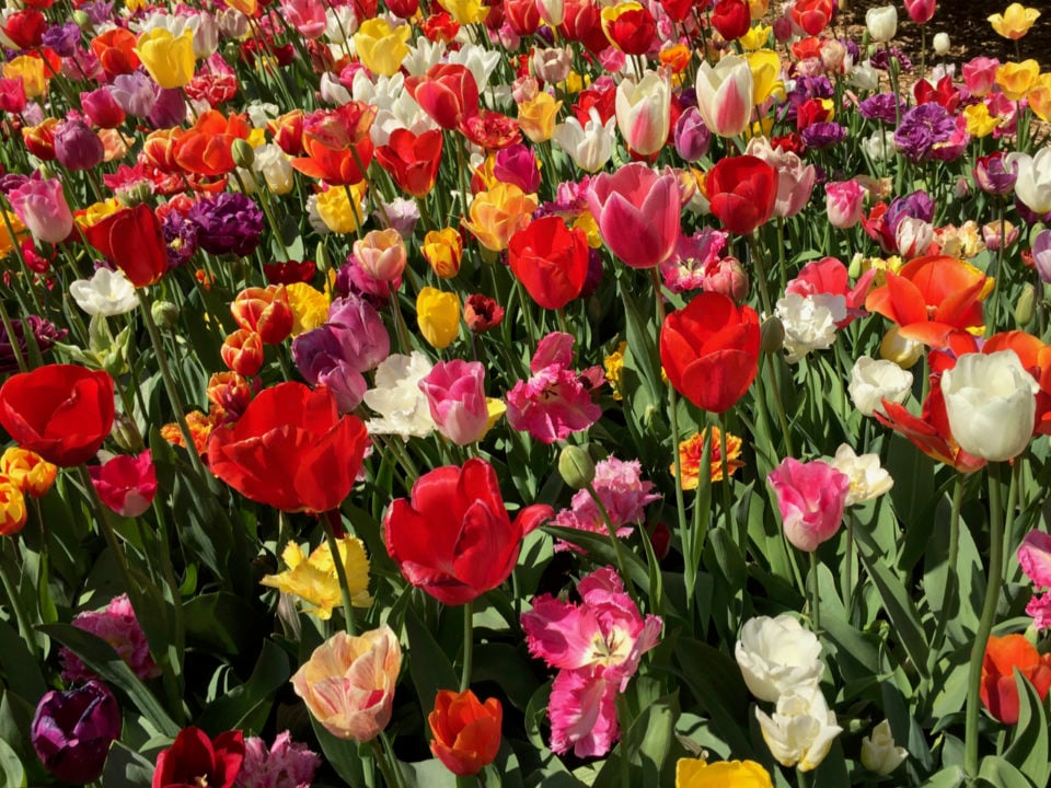 10 Bulb Planting Tips for Gorgeous Spring Displays