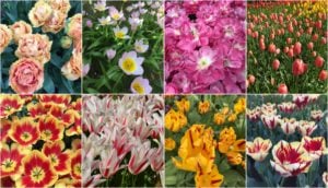 15 Tulip Types & Most Popular Cultivars (With Photos)