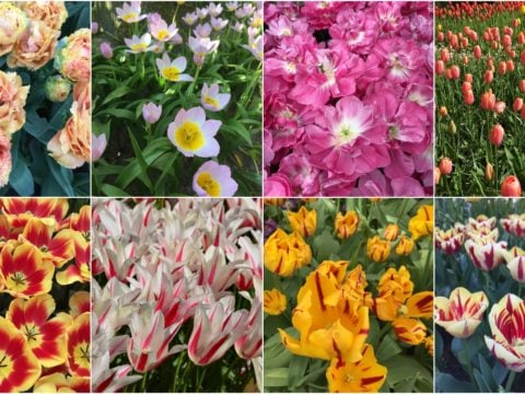How To Plant Tulip Bulbs & Tips For Long-Lasting Blooms