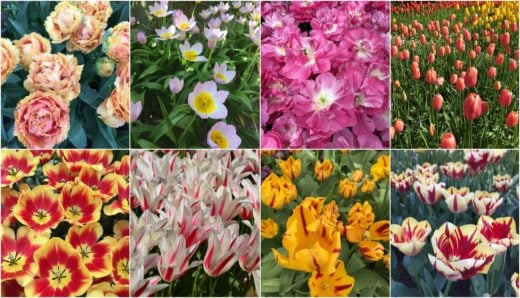 15 Tulip Types & Most Popular Cultivars (With Photos)