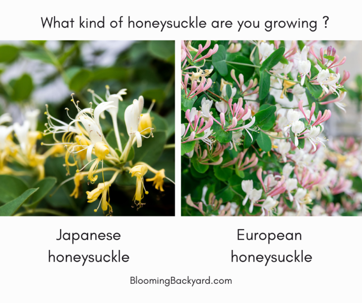 How to Propagate Honeysuckle from Cuttings (& One Kind You Shouldn't)