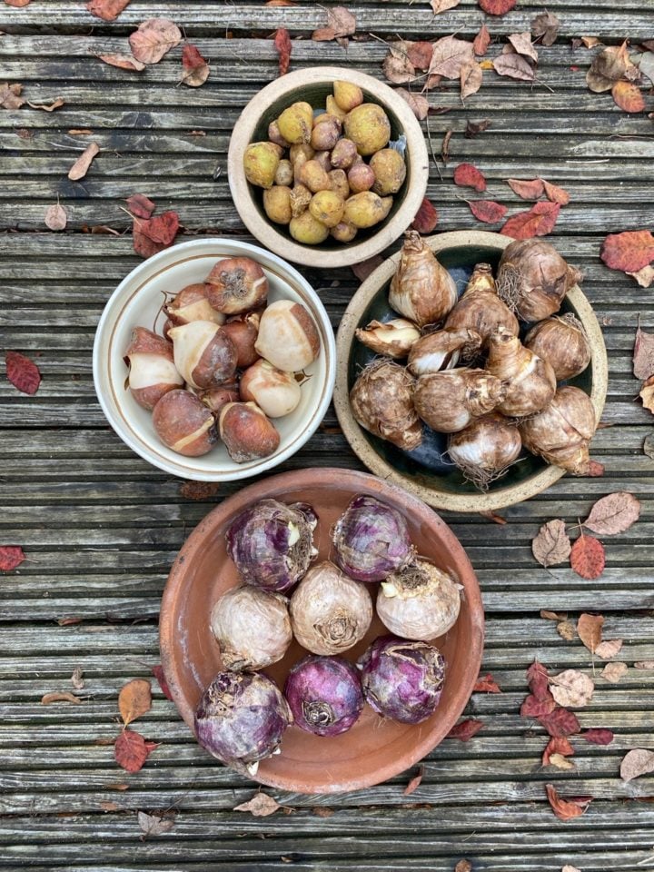 How to Plant A Bulb Lasagna - Layering Bulbs For Endless Spring Blooms