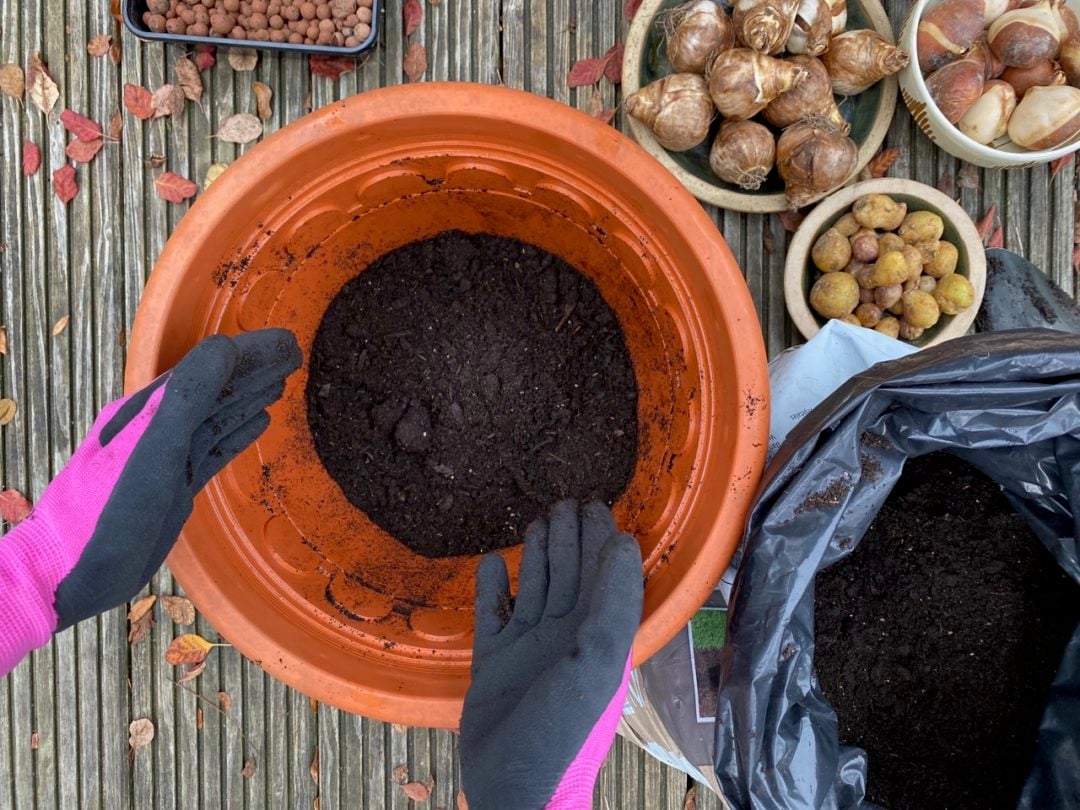 How to Plant A Bulb Lasagna - Layering Bulbs For Endless Spring Blooms