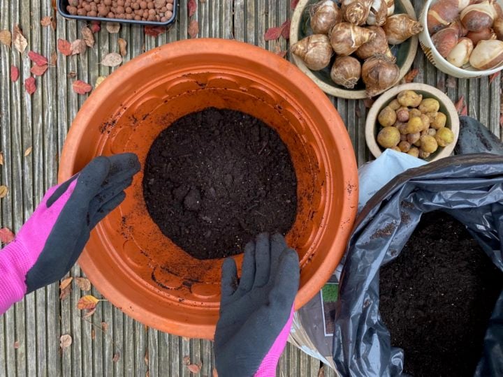 How to Plant A Bulb Lasagna - Layering Bulbs For Endless Spring Blooms