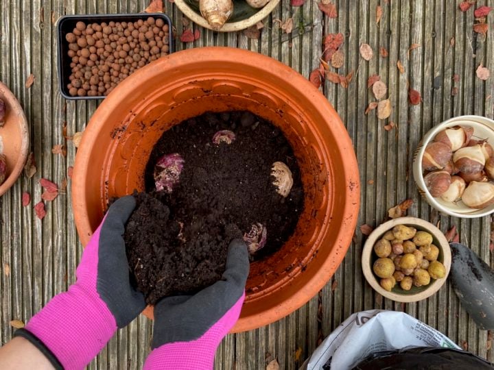 How to Plant A Bulb Lasagna - Layering Bulbs For Endless Spring Blooms