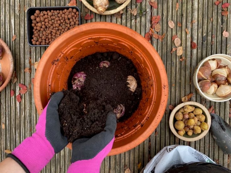 How to Plant A Bulb Lasagna - Layering Bulbs For Endless Spring Blooms