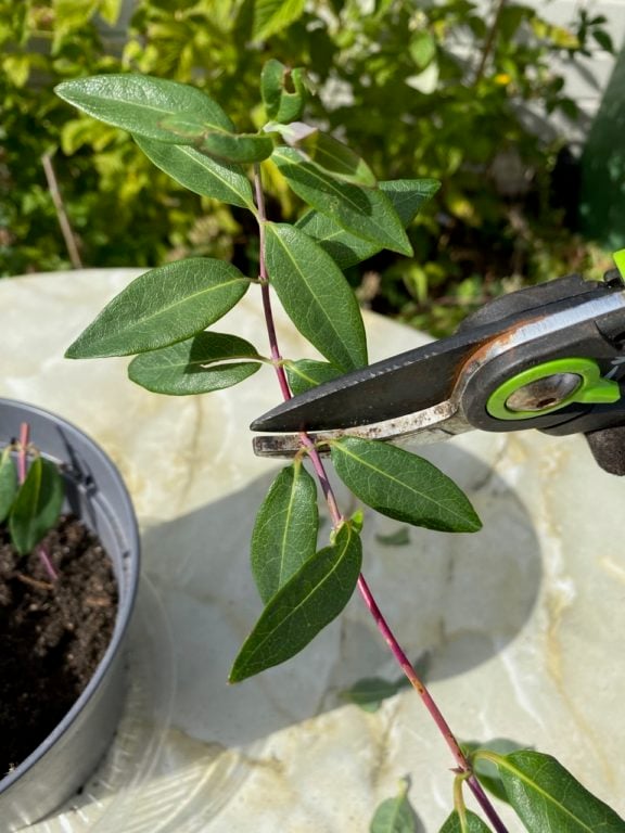 How to Propagate Honeysuckle from Cuttings (& One Kind You Shouldn't)