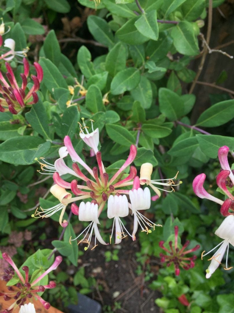 How to Propagate Honeysuckle from Cuttings (& One Kind You Shouldn't)
