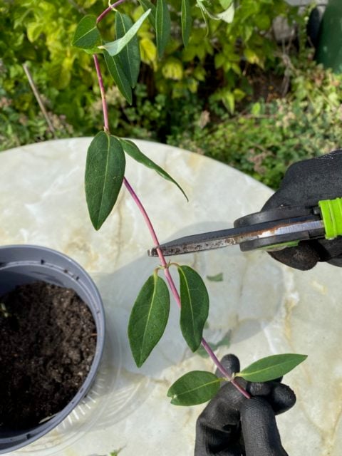 How to Propagate Honeysuckle from Cuttings (& One Kind You Shouldn't)