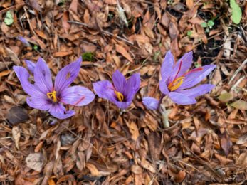 How to Plant and Harvest Saffron Crocus