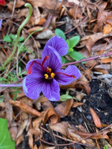 How to Plant and Harvest Saffron Crocus