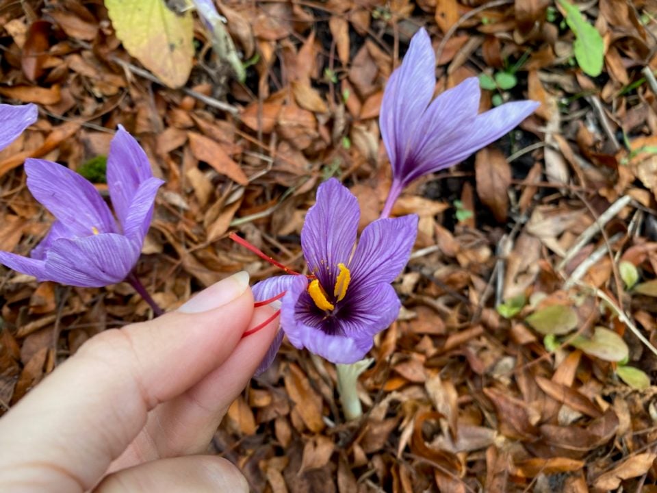 How to Plant and Harvest Saffron Crocus