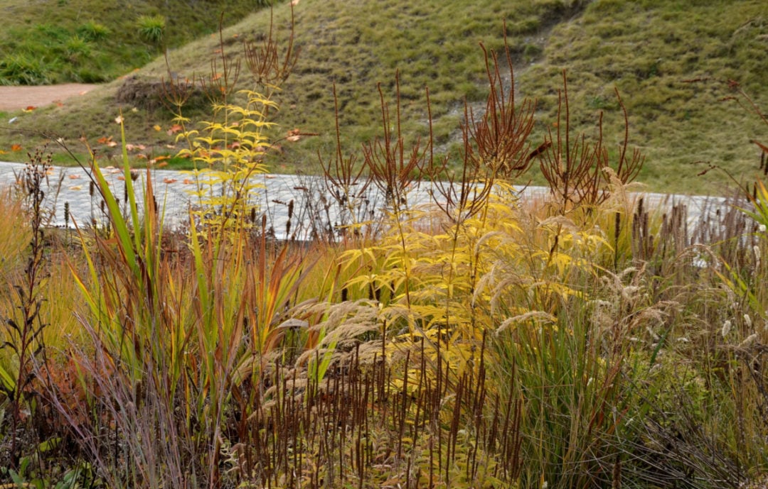 12 Ornamental Grasses That Steal the Show in Fall