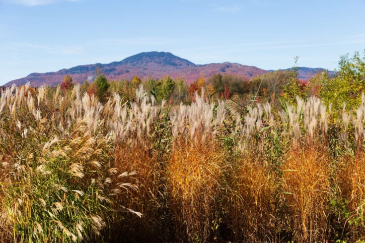 12 Ornamental Grasses That Steal the Show in Fall