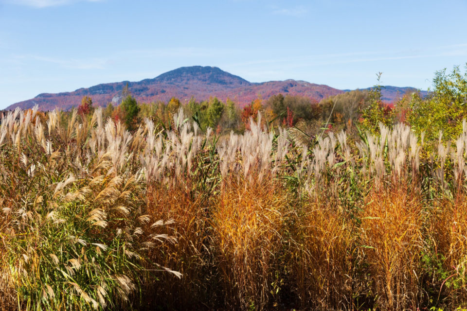 12 Ornamental Grasses That Steal the Show in Fall