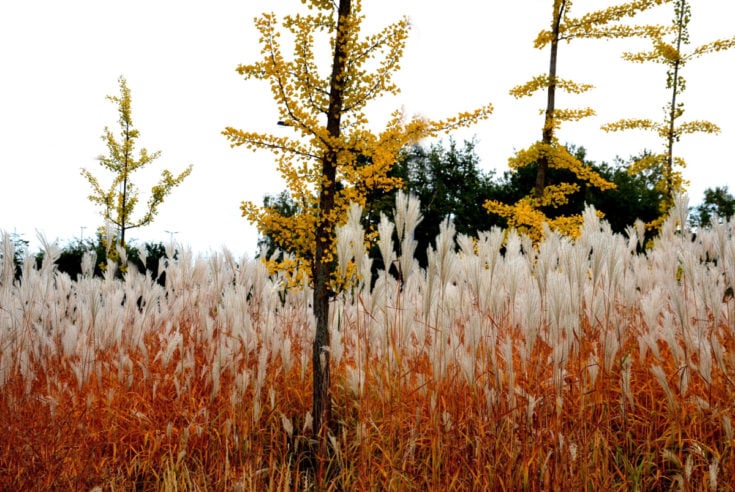 12 Ornamental Grasses That Steal the Show in Fall